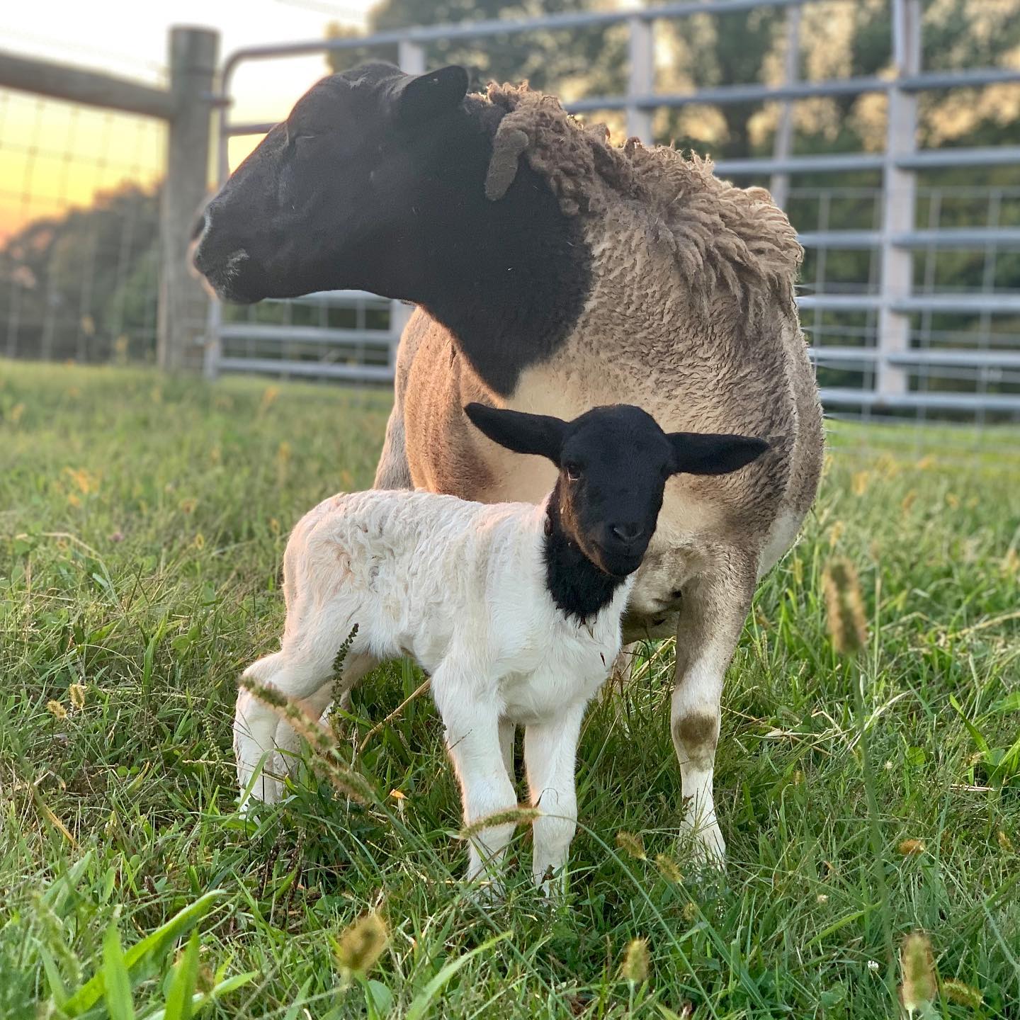 Dorper Sheep for Sale – Rolling Acres Homestead